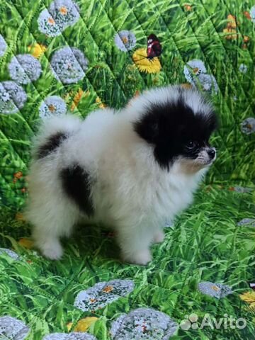 Померанский шпиц micro девочки и мальчик