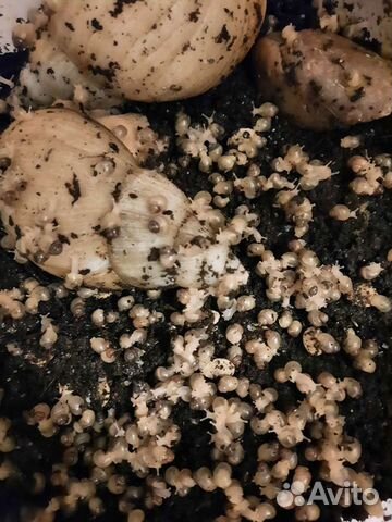 Улитята ахатины(белые)