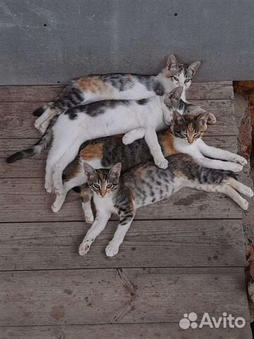 Котятки подростки в добрые руки