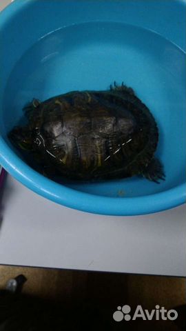 Красноухая черепаха бесплатно