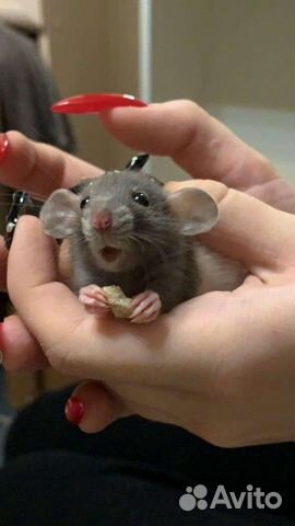 Крысята Дамбо