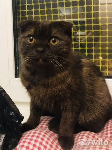 Котик Филя