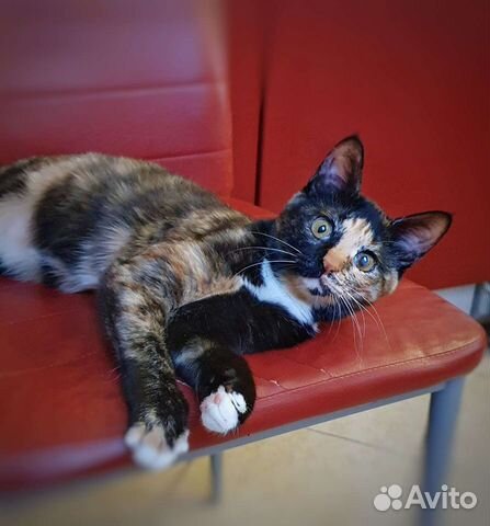 Спасённому котёнку очень нужен дом
