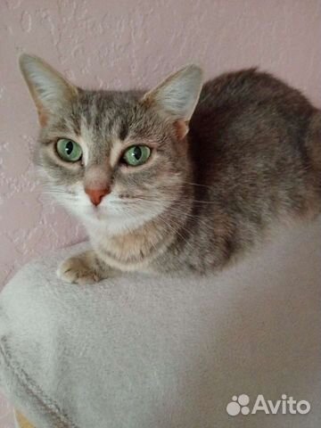 Зеленоглазая красотка Таша