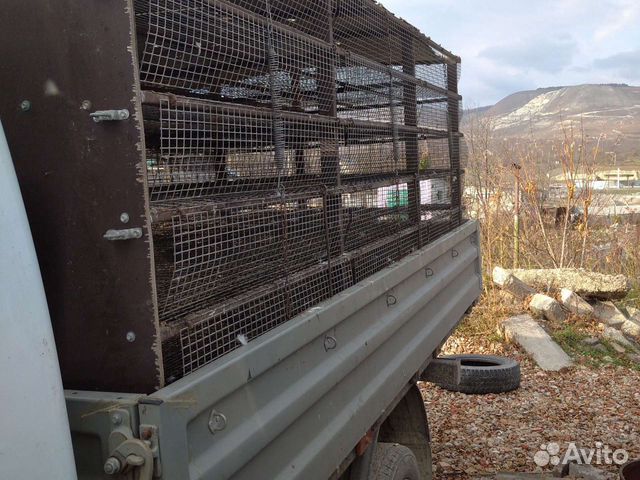 Куры бролеры