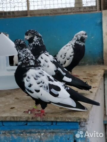 Голуби Свердловские(чернозобые)