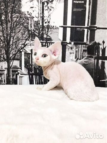 Девон-рекс мальчик