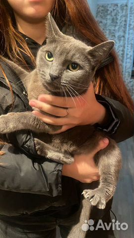 Британка в дар