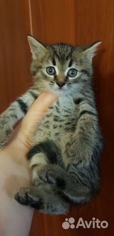 Котенок девочка Боня метиска 1,5мес