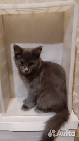 Котёнок (девочка 3 мес)