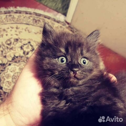 Курильский бобтейл