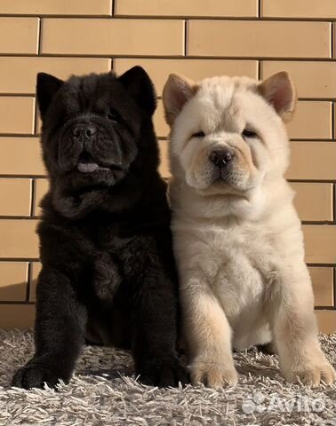 Девочки-смуфочки чау-чау