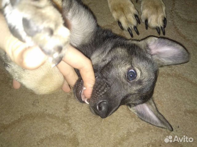 Щенок в добрые руки