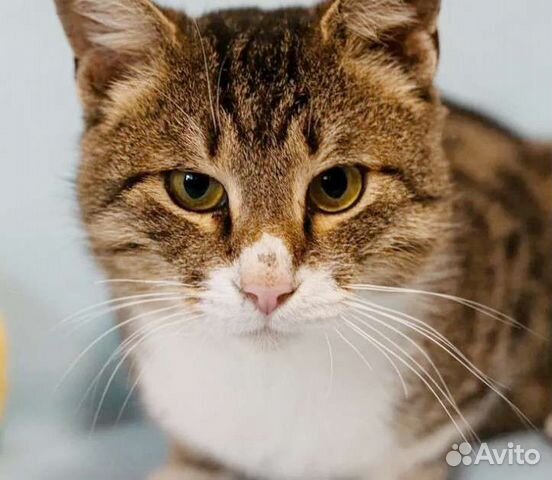 Счастье на мягких лапках