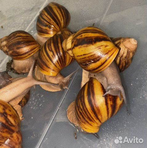 Улитка архахатина овум, архахатина сутуралис