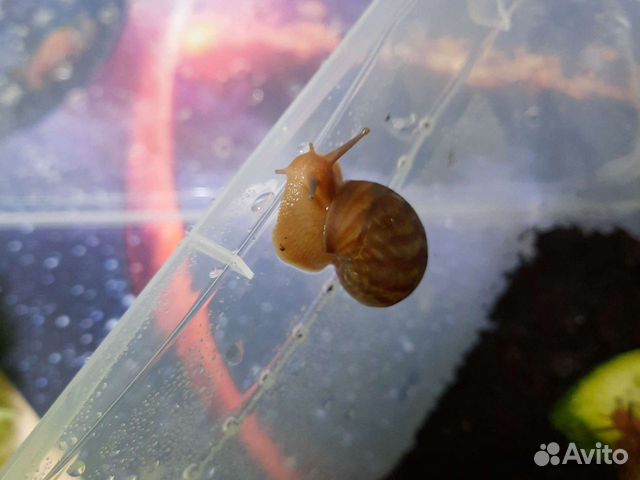 Улитка африканская