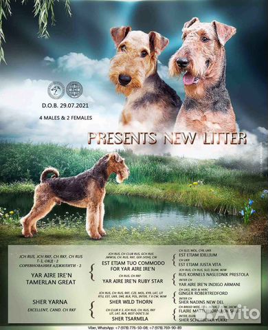 Эрдельтерьер