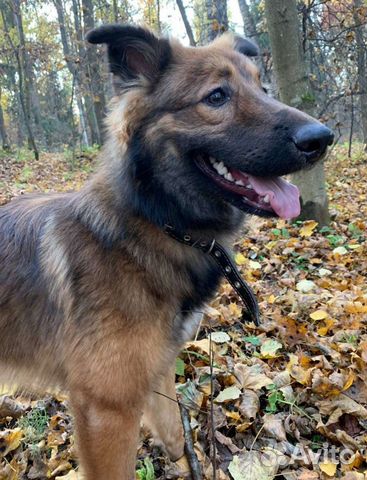 Бельгийская овчарка отдам