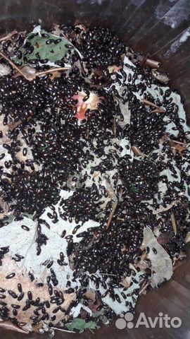 Аргетинские жуки знахарь