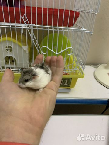 Джунгарский хомяк