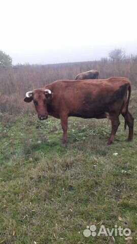 Корова дойная