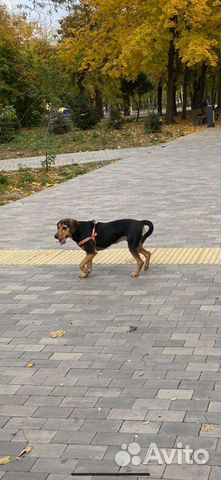Собака Бигль (девочка)