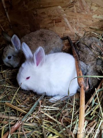 Кролики мясных пород