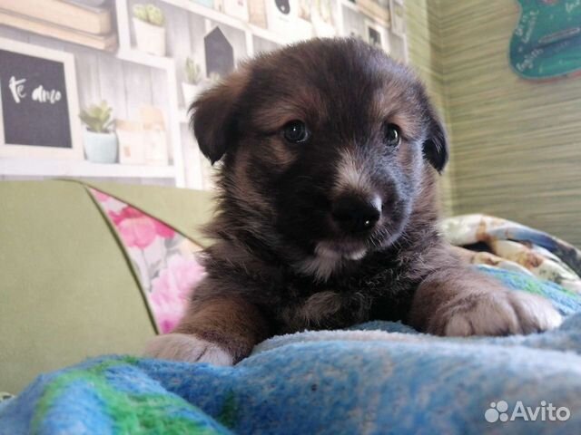 Щенки дратхаар