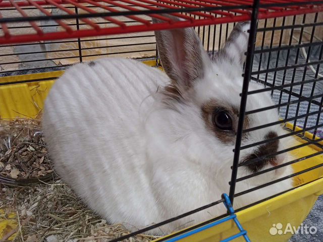 Кролик