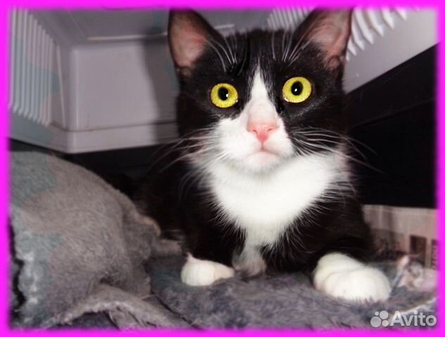 Катюша ищет дом