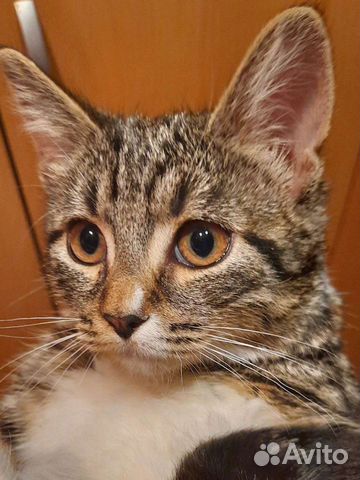 Котёнок Варя 3 мес