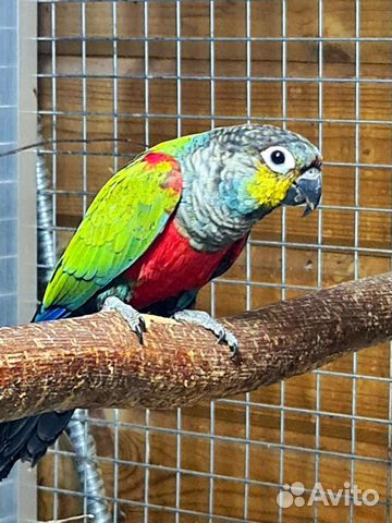 Пиррура перлата