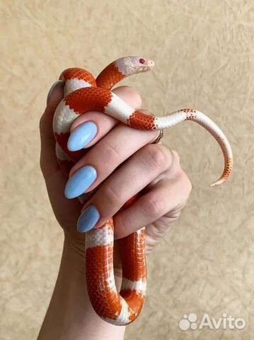 Королевская молочная змея