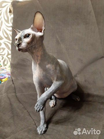 Канадский сфинкс котенок