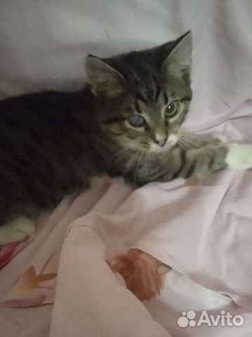 Котик домашний