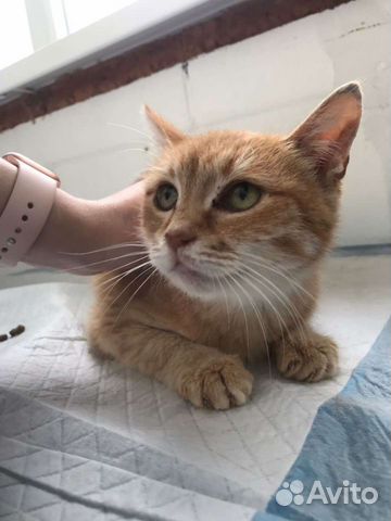 Котенок девочка рыженькая