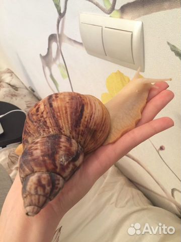 Улитка ахатина