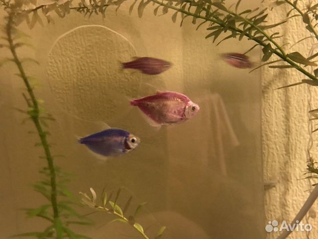 Аквариумные рыбки бесплатно