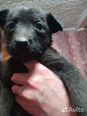 Щенок маленькой породы