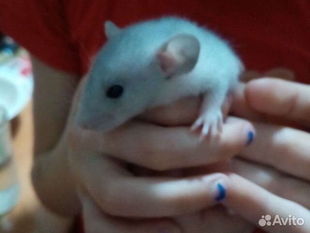Очень красивые ручные крысята дамбо ухие