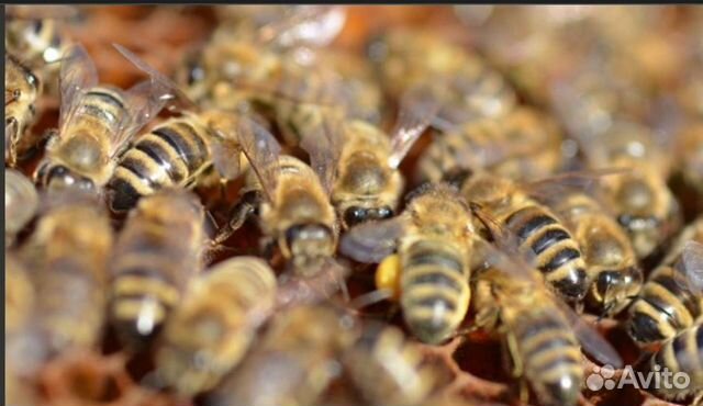 Пчелопакеты карника