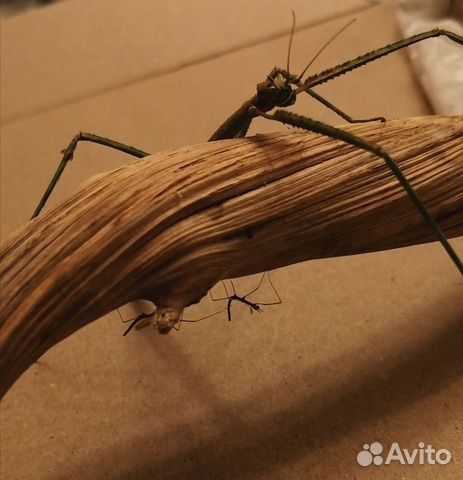 Самые неприхотливое экзотические животные-палочник