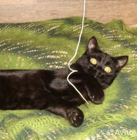 Блестящий ласковый котенок Робик 4,5 месяца в дар
