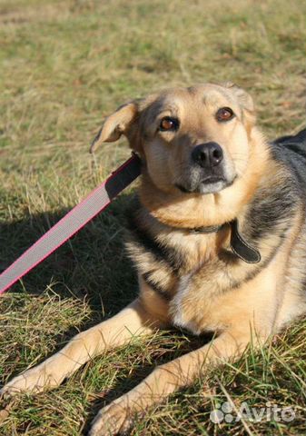 От людей эта собака видела много плохого