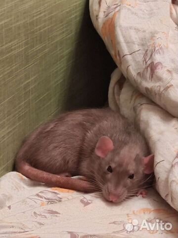 Крыса дамбо бесплатно