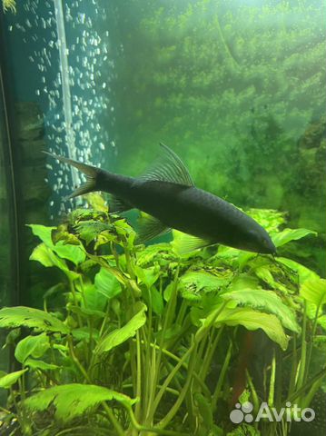 Рыба Таиландский лабео