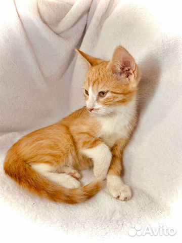 Рыжий котенок мальчик