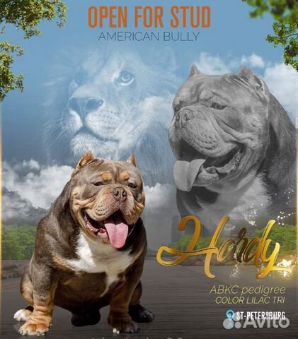 Вязка Американ Булли