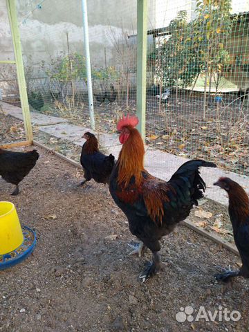Куры петухи