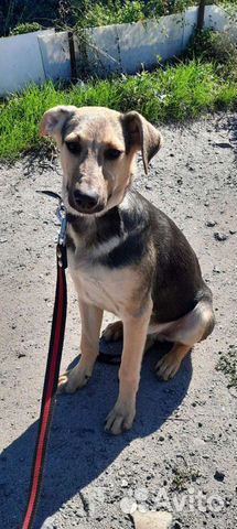 Щенки бесплатно